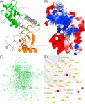 The Second Critical Assessment of protein Function Annotations | Byte Size Biology